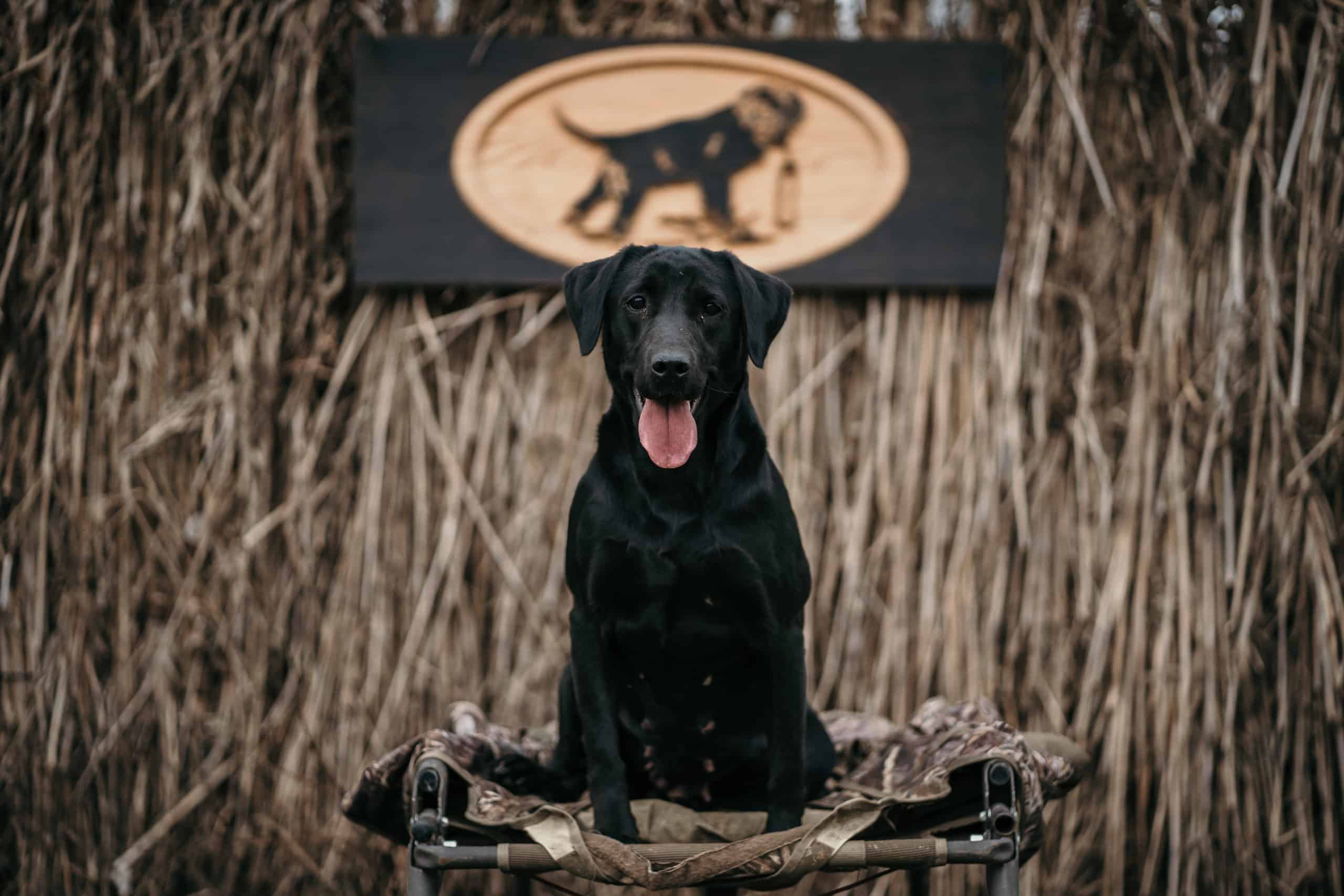 Rascal – UK Labs Texas