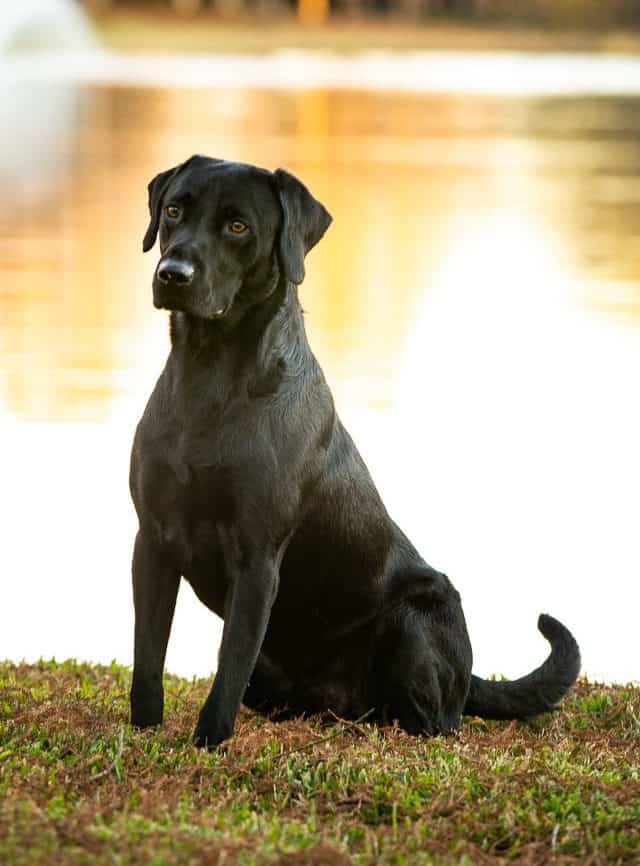 Mojo – UK Labs Texas