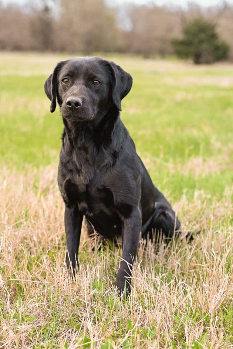 Wildrose Kennel Breeding Dogs - Sires and Dams