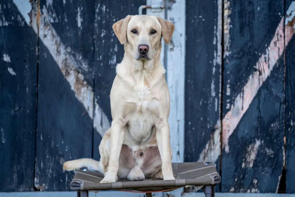 Wildrose Kennel Breeding Dogs - Sires and Dams