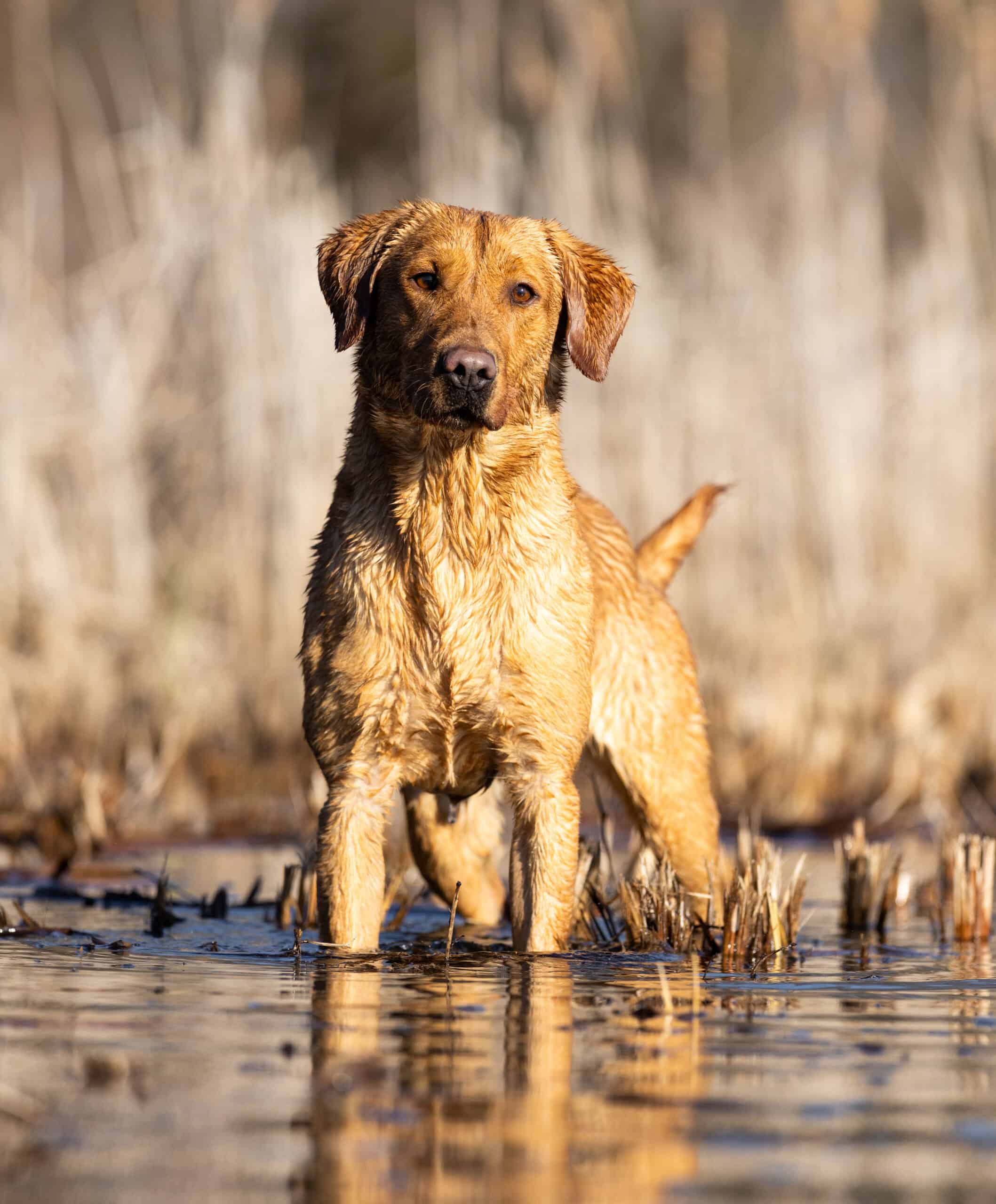 Rio – UK Labs Texas